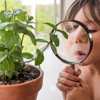 curious kids nature guide – Dilly Dally Kids