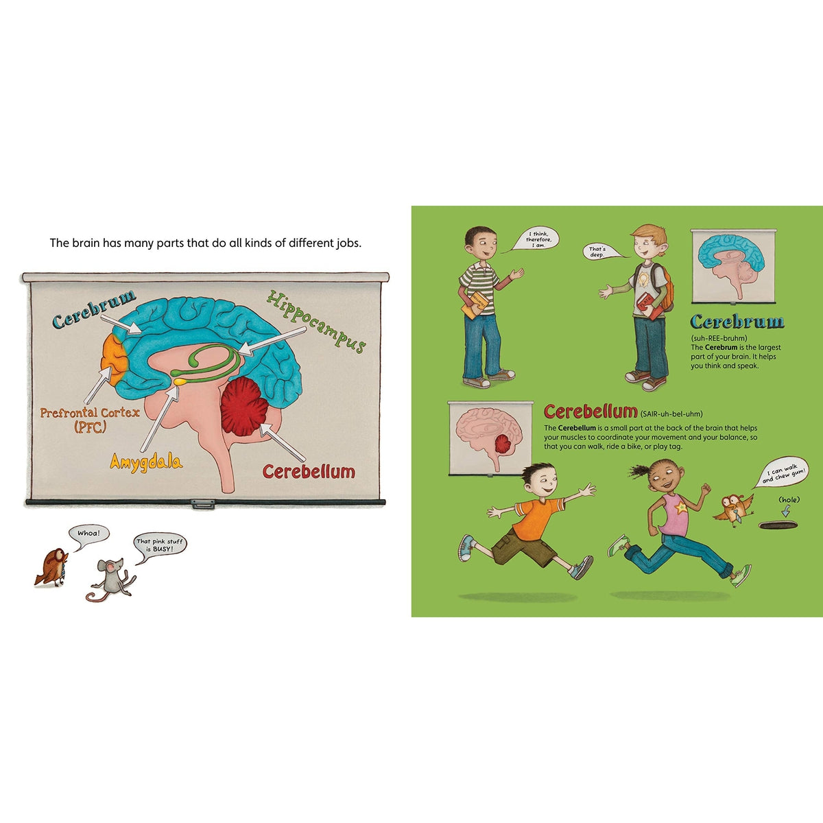 your fantastic elastic brain: stretch it, shape it – Dilly Dally Kids
